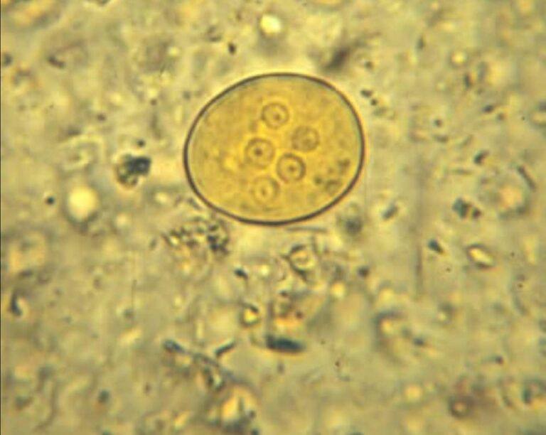 Giardia la Caine - Bulldog Francez România